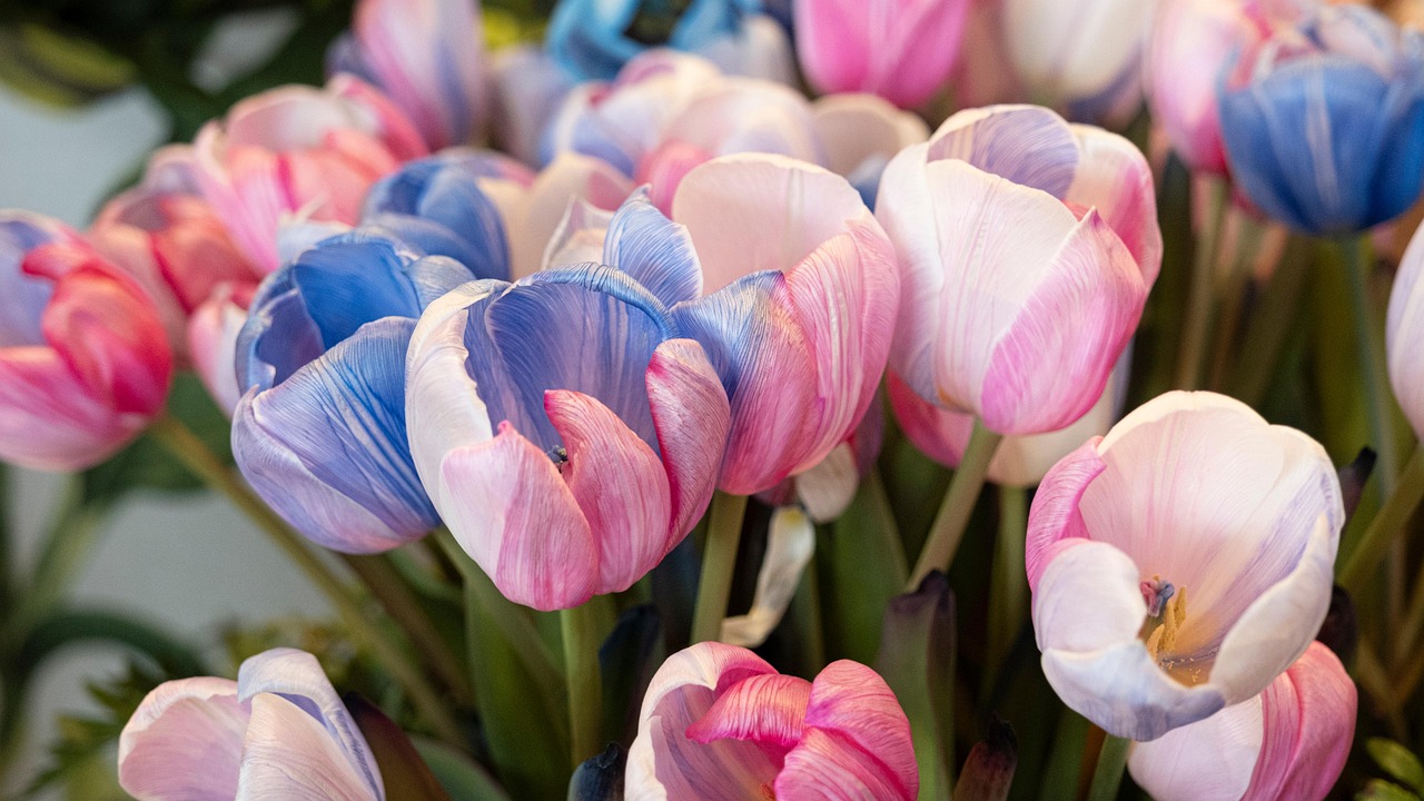 Blomster Tulipaner Kronblade - Gratis billeder på Pixabay - Pixabay