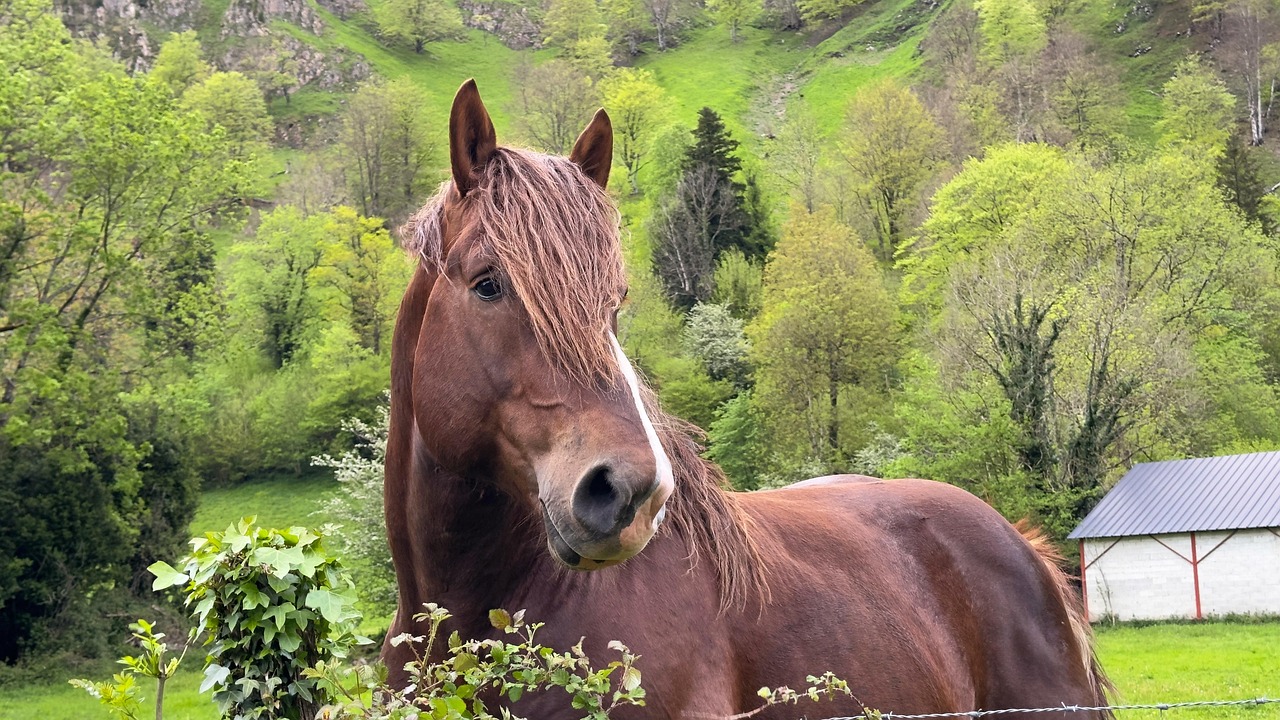 Häst Hingst Man - Gratis foto på Pixabay - Pixabay
