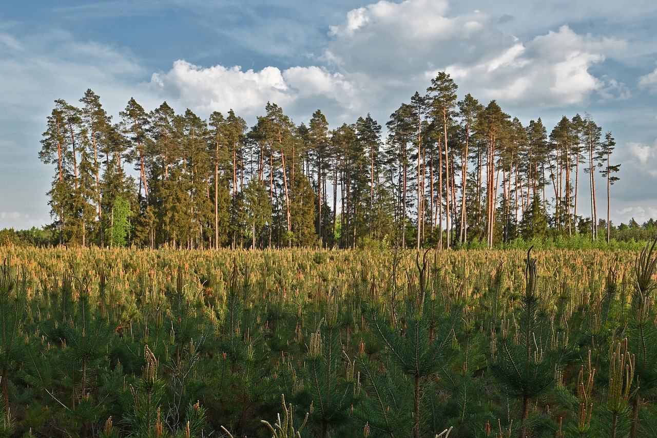 Forest Pine Trees - Free photo on Pixabay - Pixabay