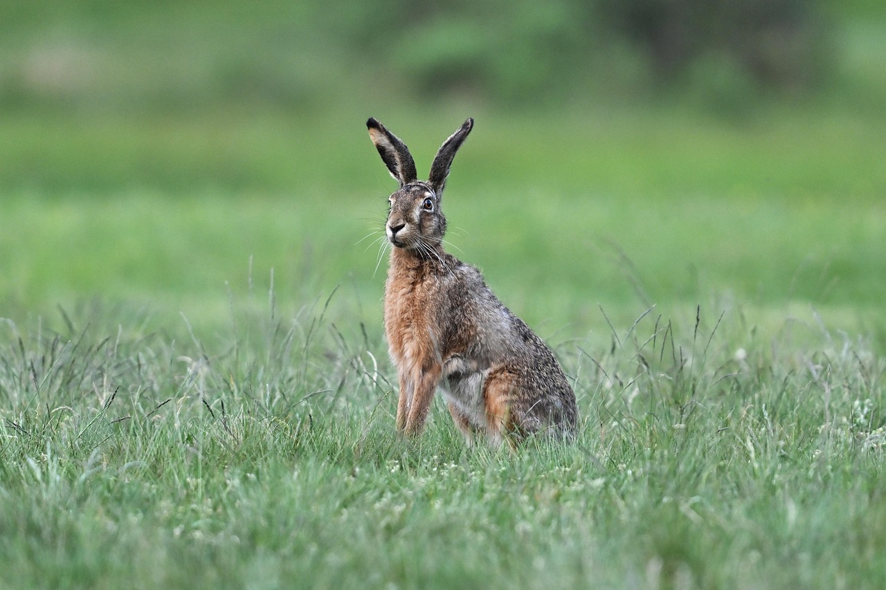 1,000+ Free Hares & Rabbit Photos - Pixabay