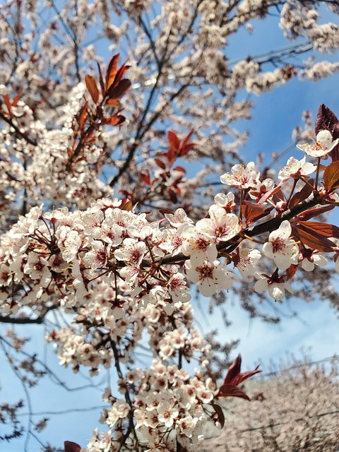 Bunga-Bunga Bloom Bunga Putih - Foto gratis di Pixabay