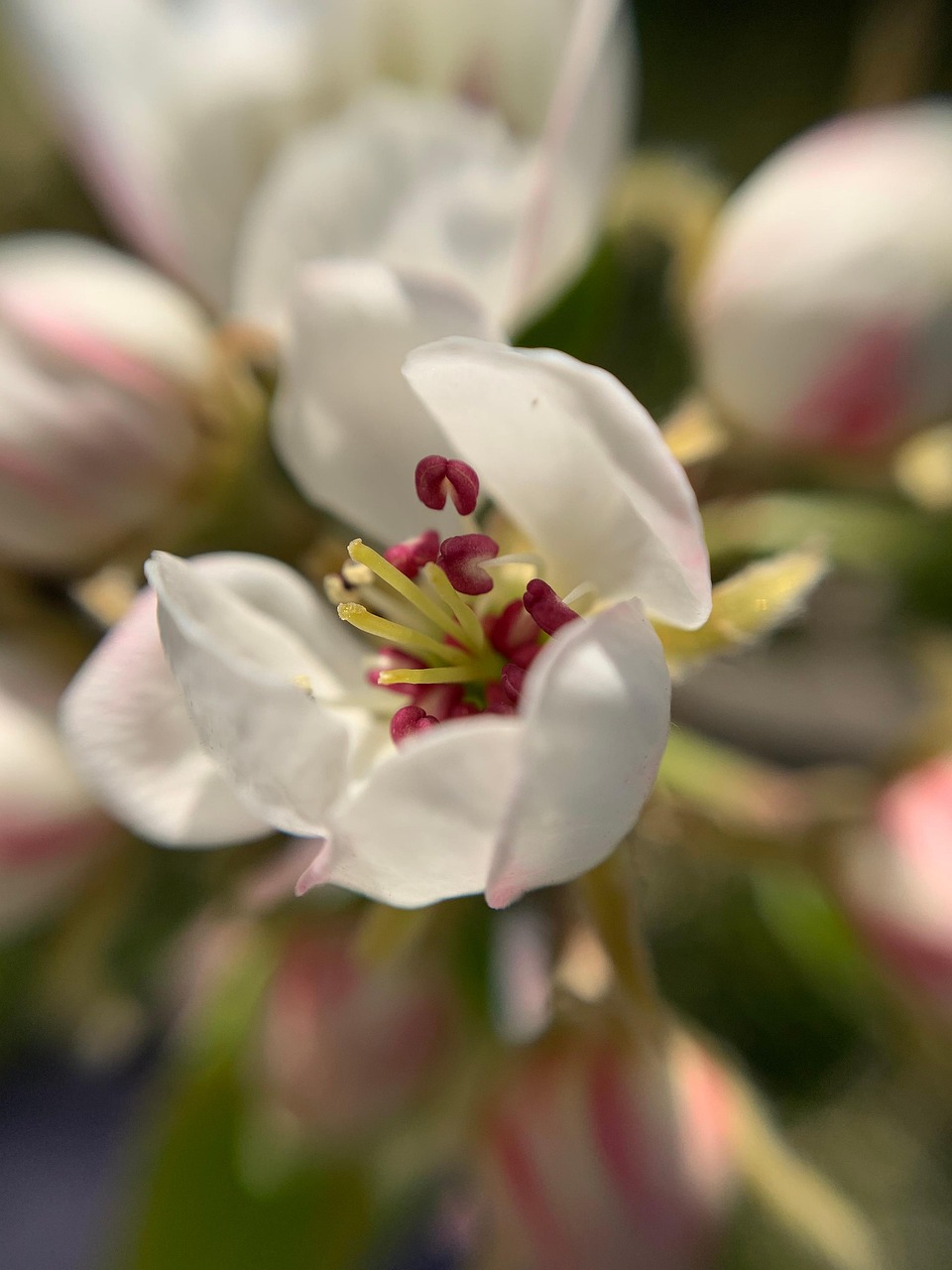Petiole Flower Nature - Free photo on Pixabay - Pixabay