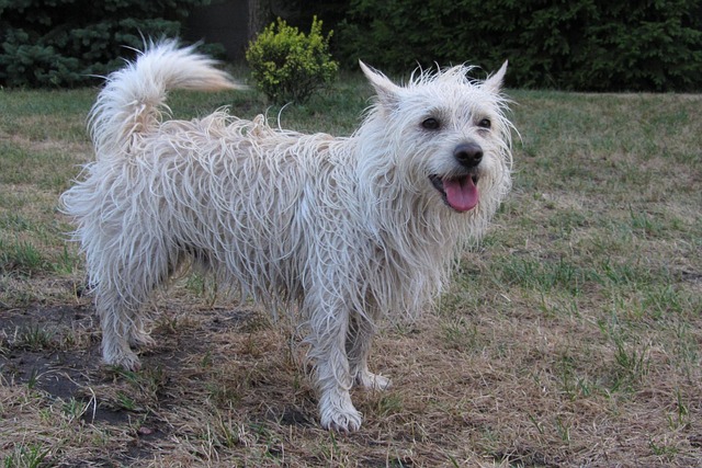 Cane Animale Domestico - Foto gratis su Pixabay