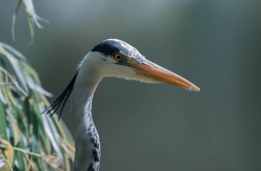 Grey Heron Nature Bird - Free photo on Pixabay