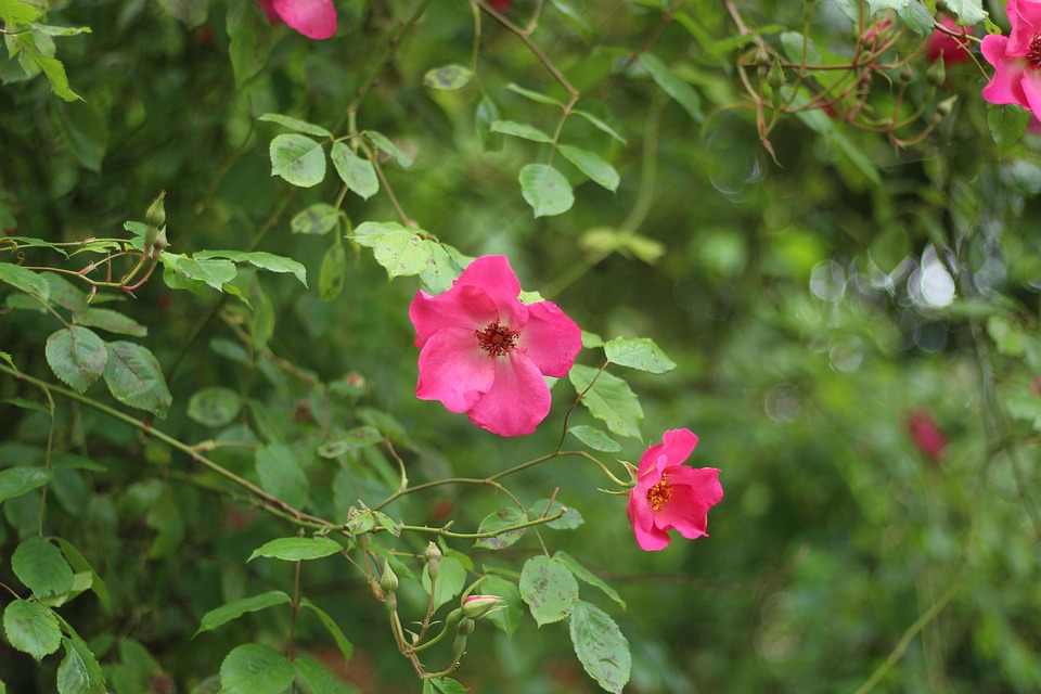 Des Roses Rosier Nature - Photo gratuite sur Pixabay