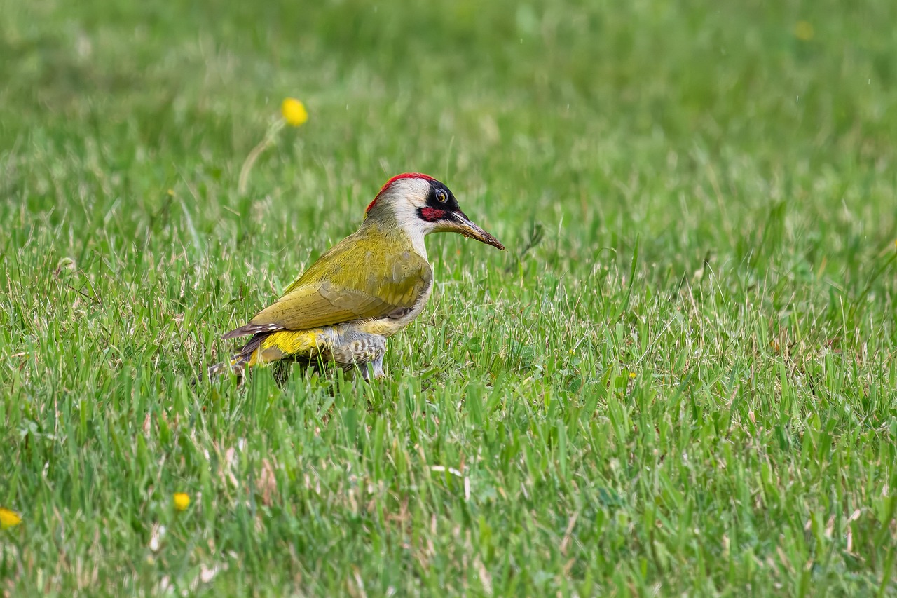 Green Woodpecker Bird - Free photo on Pixabay - Pixabay