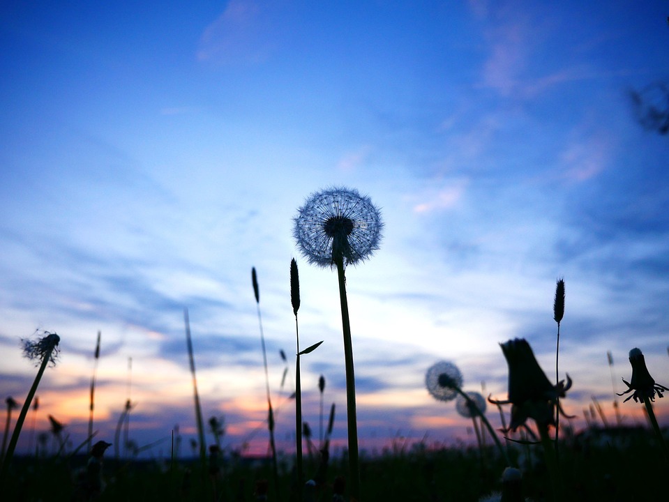 La Nature Plante Contexte - Photo gratuite sur Pixabay - Pixabay