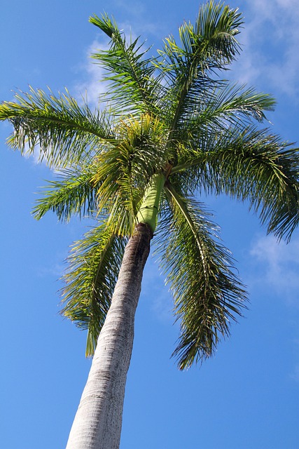 Palm Tree Tropical - Free photo on Pixabay - Pixabay