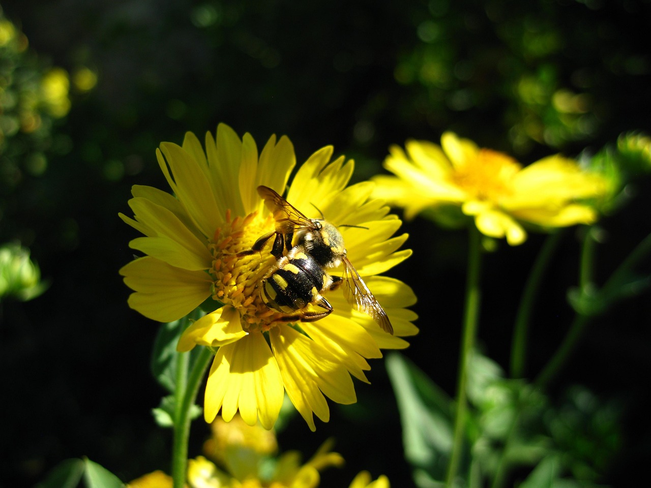 Flower Bug Bee - Free photo on Pixabay - Pixabay