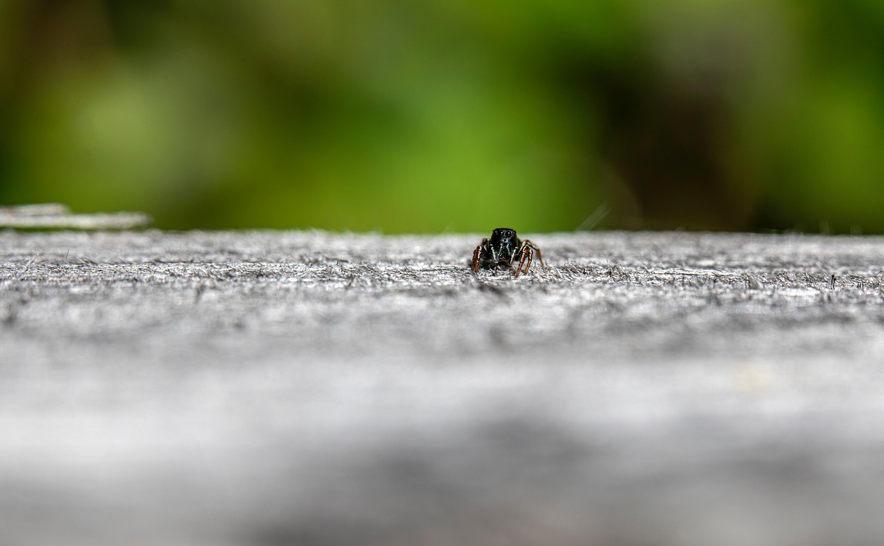 Meer dan 300 gratis afbeeldingen van Spinnen en Natuur - Pixabay