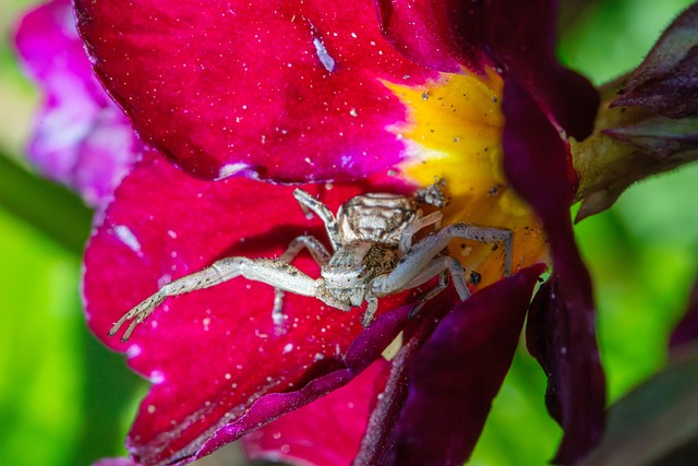 Arachnides Biodiversité Biologie Photo Gratuite Sur Pixabay Pixabay