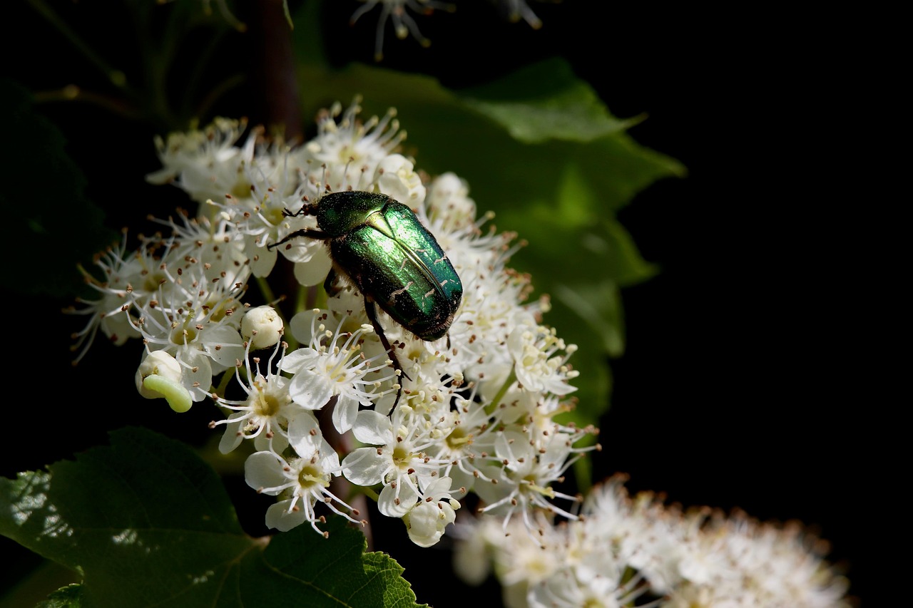 Rose Chafer Beetle Insect Flower - Free photo on Pixabay - Pixabay