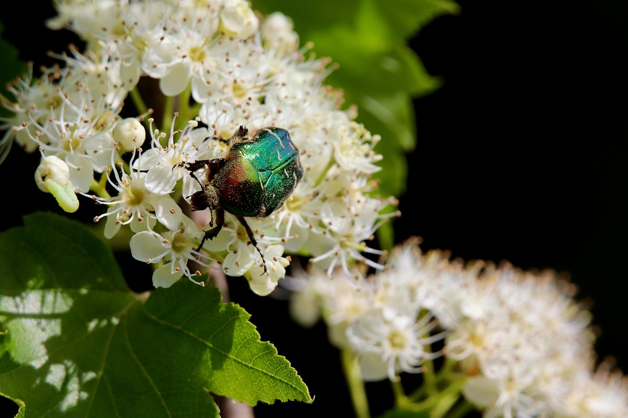 Rose Chafer Beetle Insect Flower - Free photo on Pixabay - Pixabay
