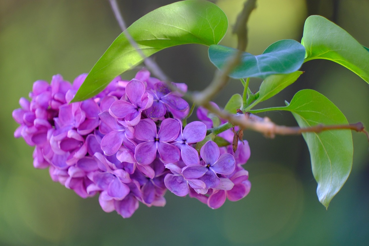 Lilac Spring Nature - Free photo on Pixabay - Pixabay