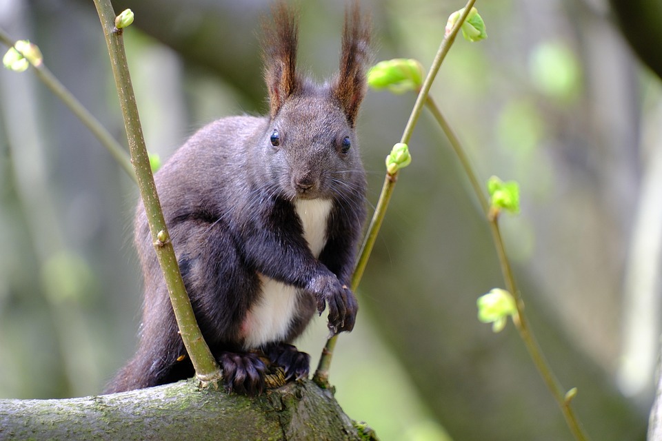 Animal Squirrel Rodent - Free photo on Pixabay
