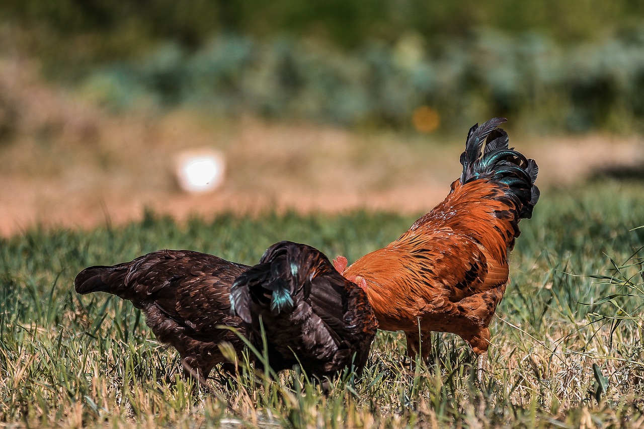 Poulet Poule La Volaille - Photo gratuite sur Pixabay - Pixabay