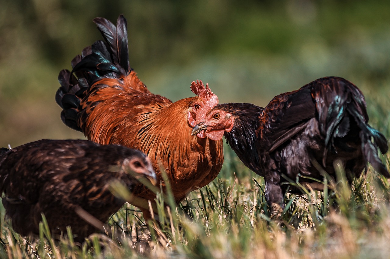Chicken Hen Poultry - Free photo on Pixabay