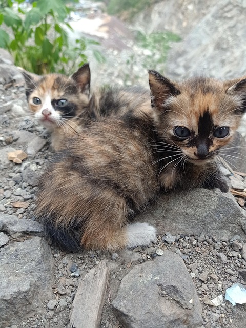 Kitty Kucing Liar - Foto gratis di Pixabay - Pixabay