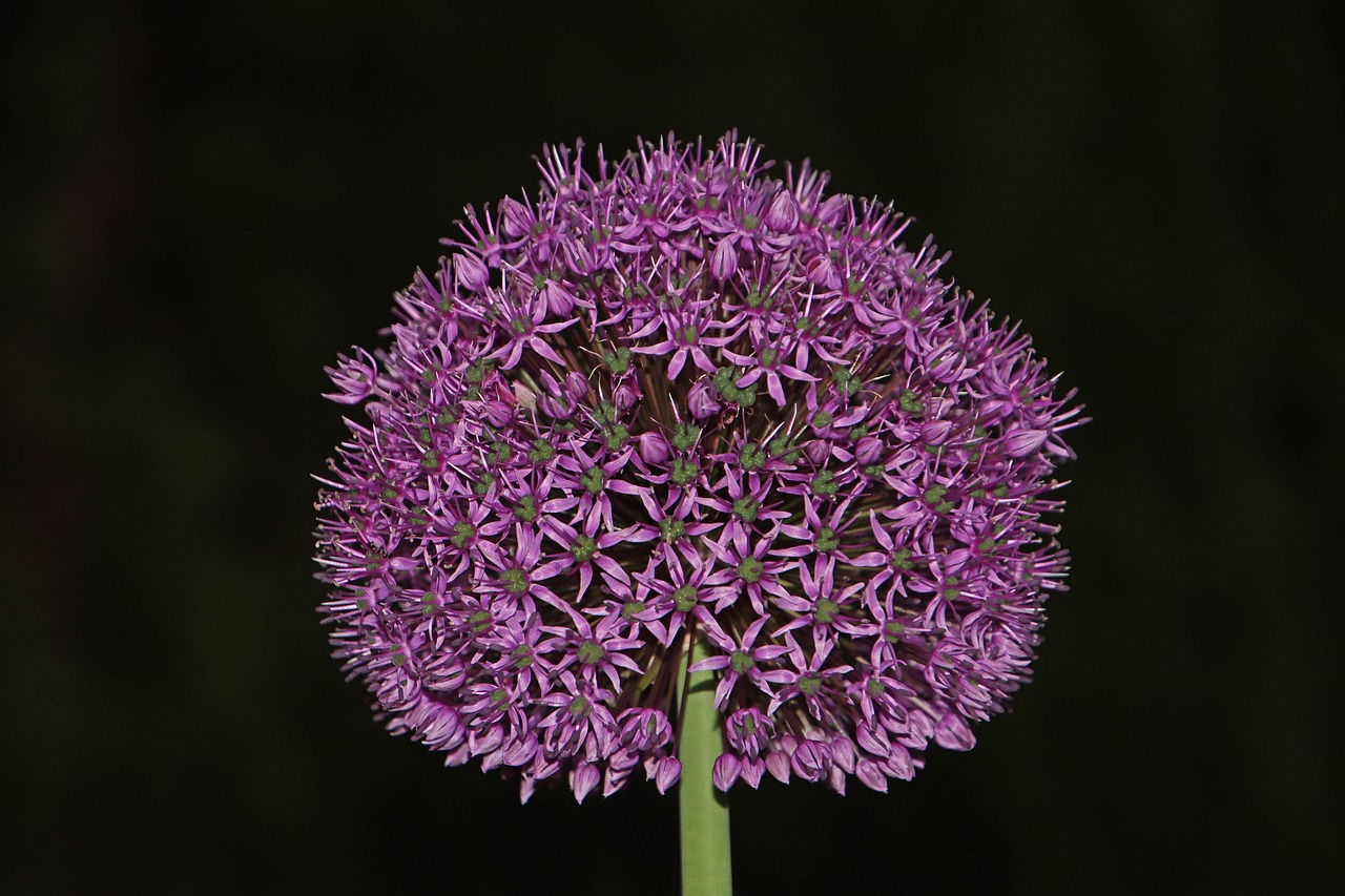 Cebola Ornamental Flor Alho Porro - Foto gratuita no Pixabay - Pixabay