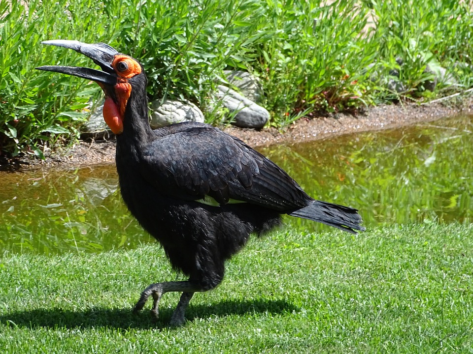 Bird Animal Wildlife - Free photo on Pixabay - Pixabay