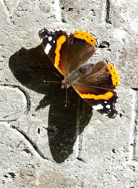 Butterfly Drexel Animal - Free photo on Pixabay - Pixabay