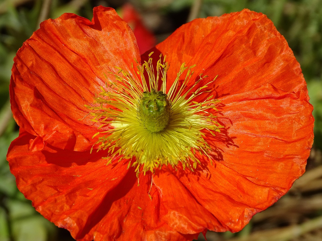 Poppy Flower Plant Close - Free photo on Pixabay - Pixabay