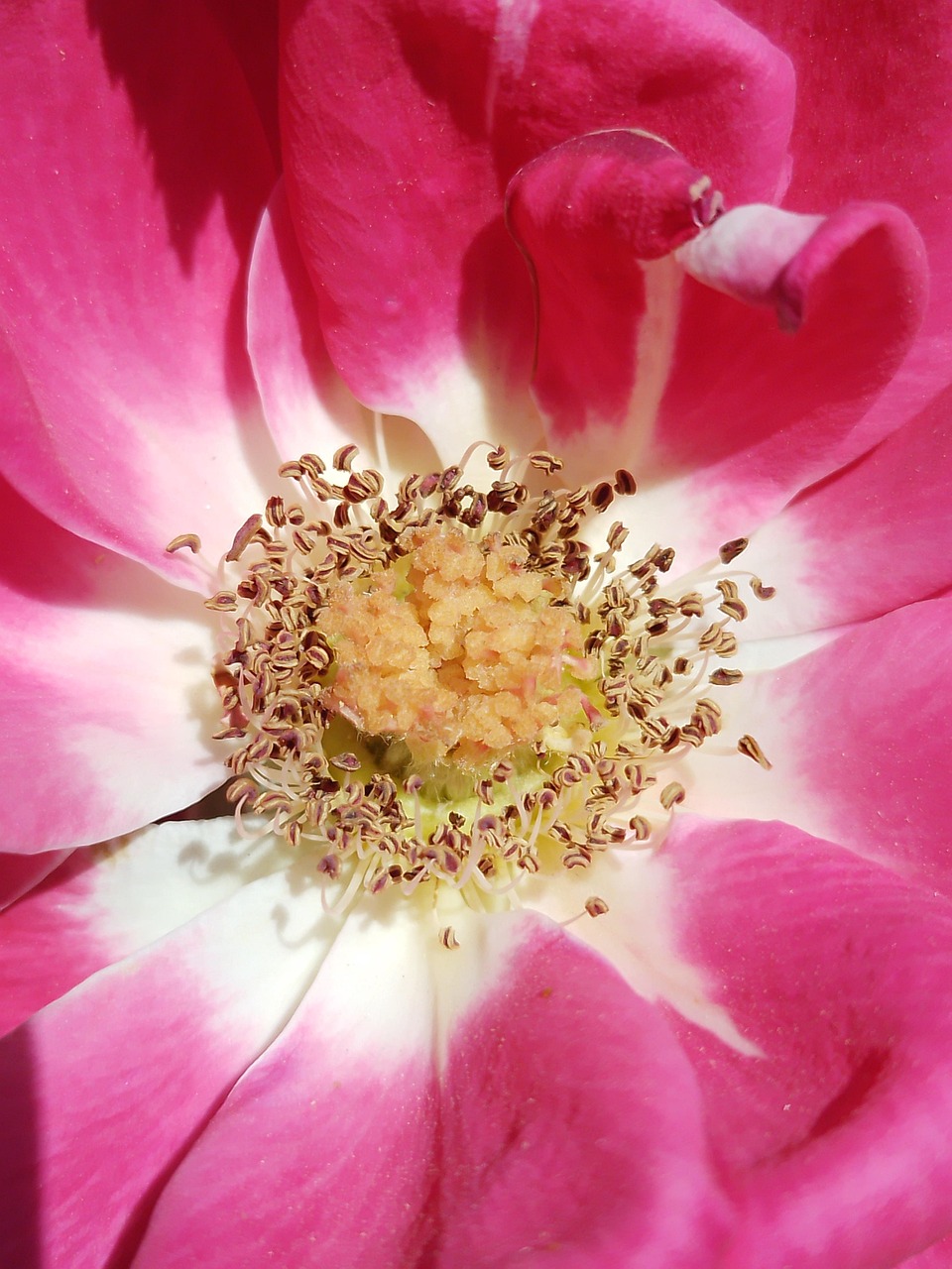 Rose Pétales Étamines - Photo gratuite sur Pixabay