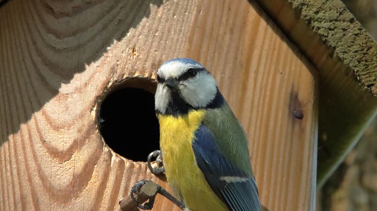 Blue Tit Bird Nature - Free photo on Pixabay - Pixabay