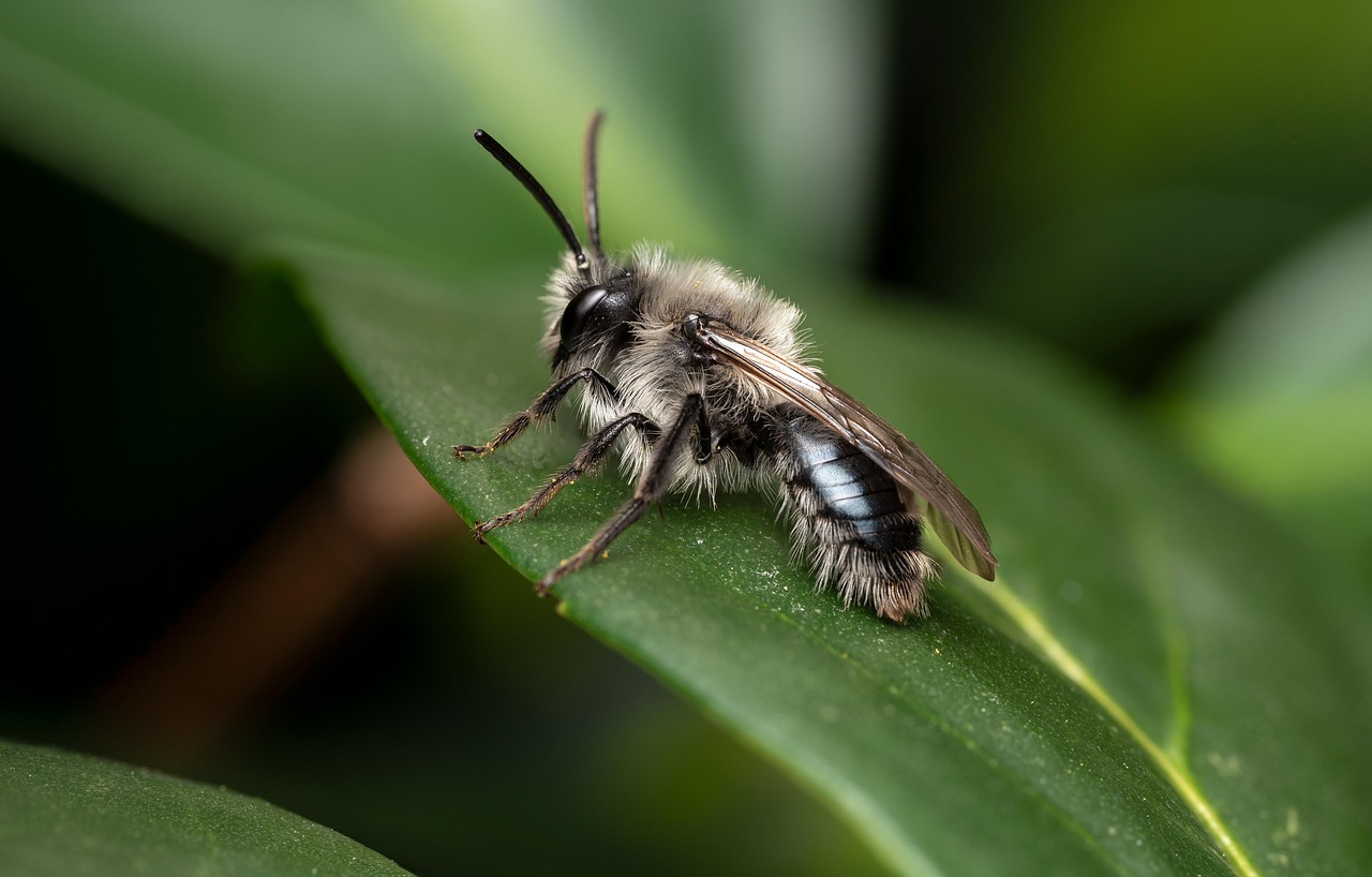 Insecto Abeja Entomología - Foto gratis en Pixabay - Pixabay