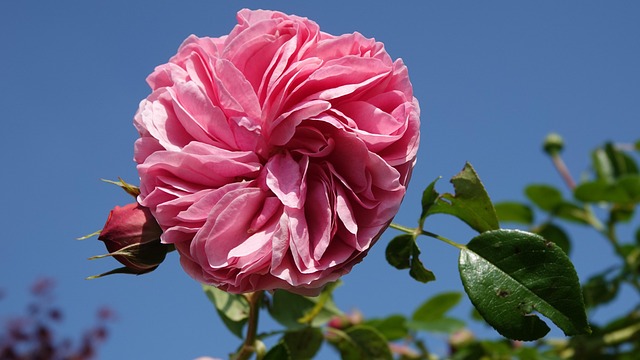 Rose Beauté Saison - Photo gratuite sur Pixabay - Pixabay