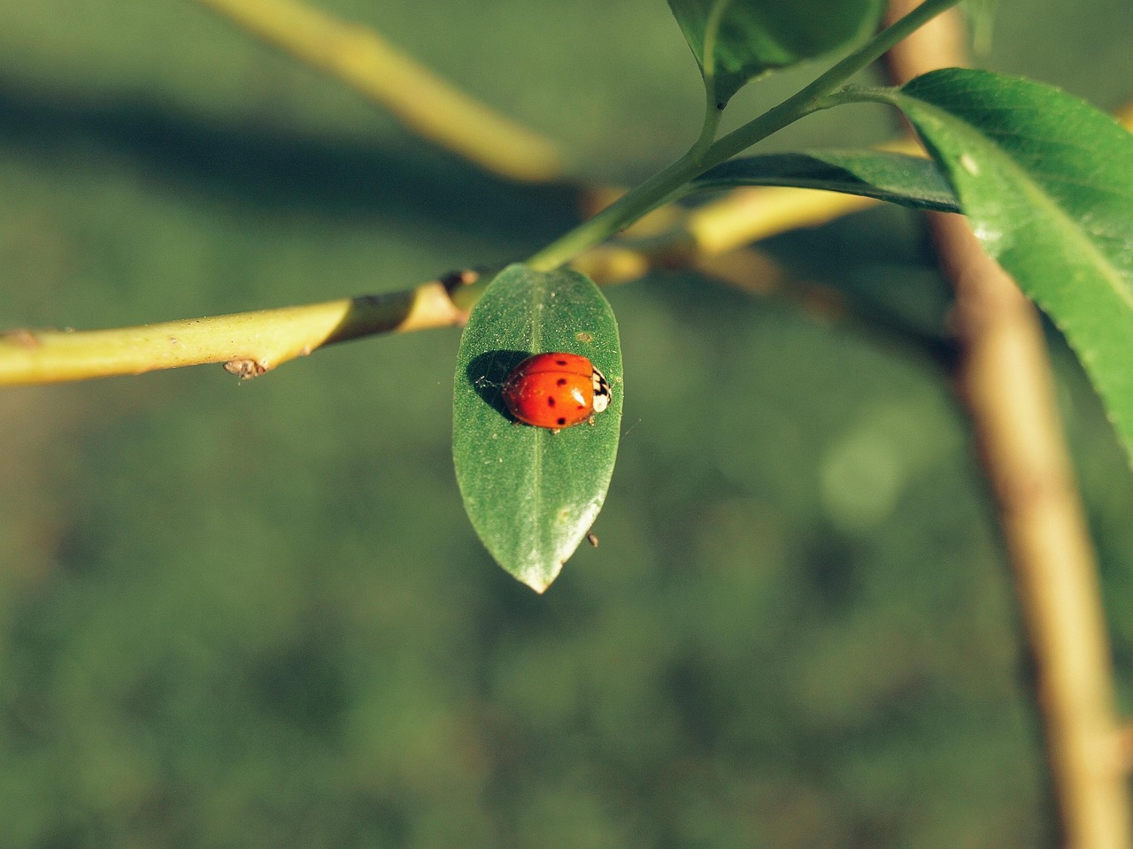 Coccinellidae Ladybug Nature - Free photo on Pixabay - Pixabay