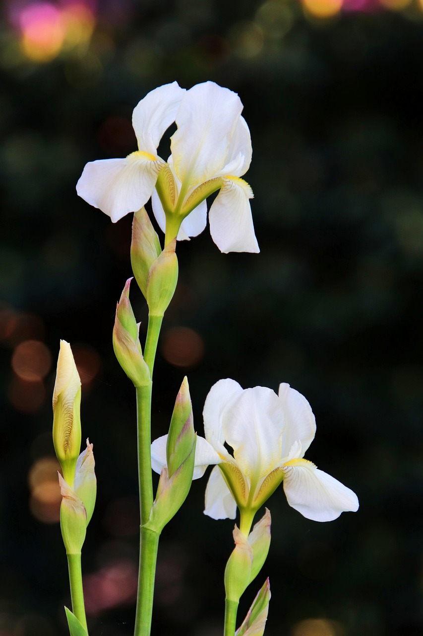 Sword Lily Iris Flower Wallpaper - Free photo on Pixabay - Pixabay