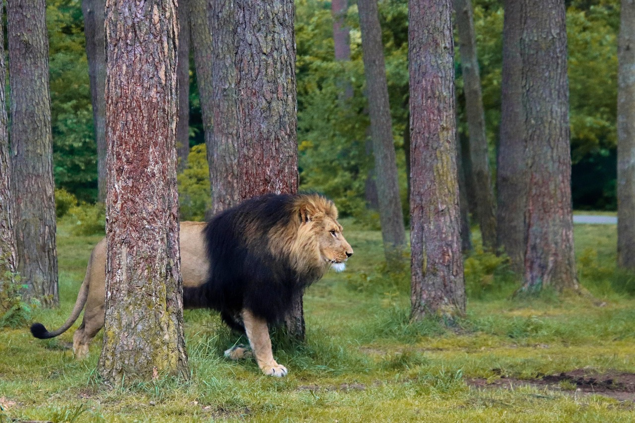 Leão Natureza Animal - Foto gratuita no Pixabay - Pixabay