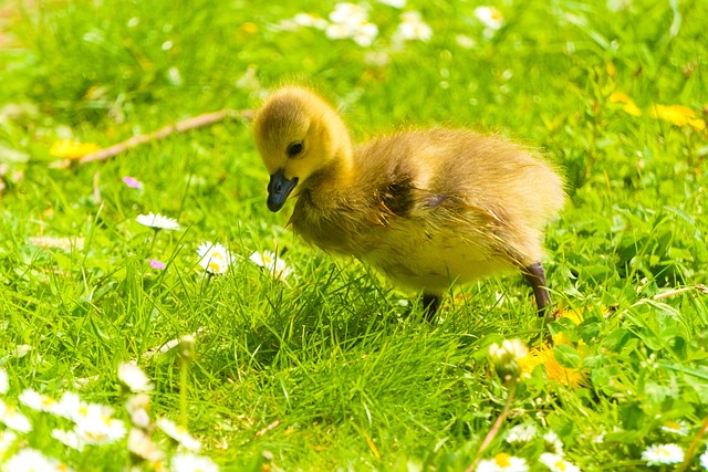 Baby Goose Gosling - Free photo on Pixabay - Pixabay