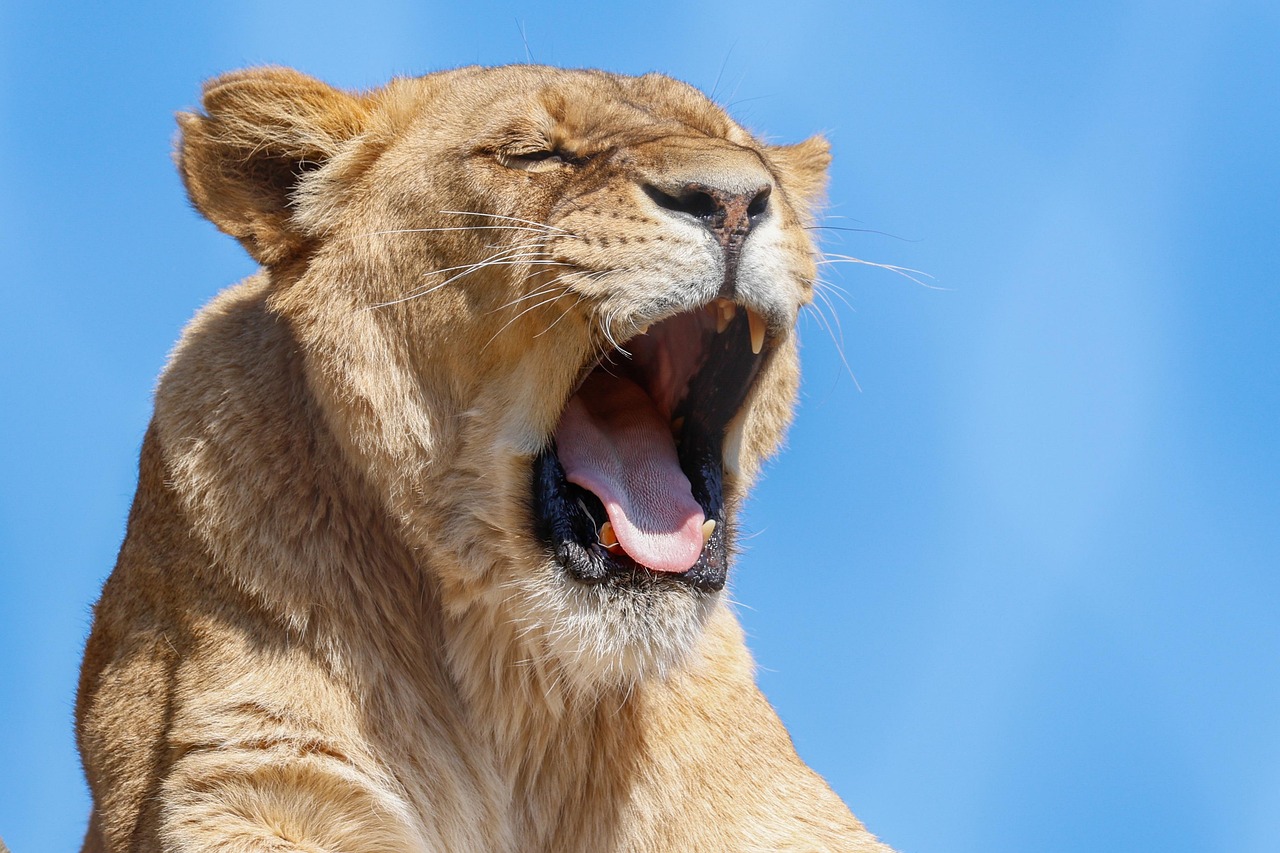 Leão Natureza Animal - Foto gratuita no Pixabay - Pixabay