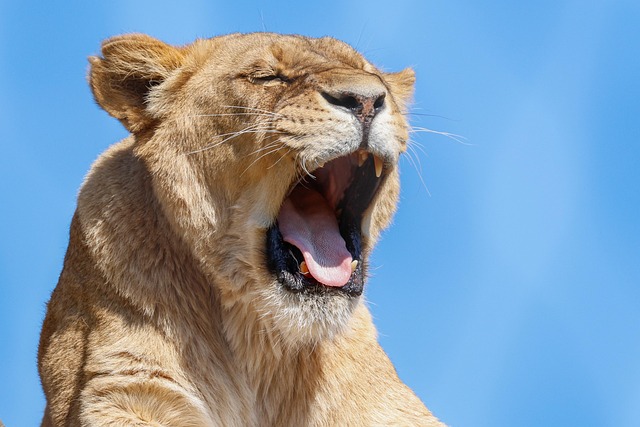 León Naturaleza Animal - Foto gratis en Pixabay