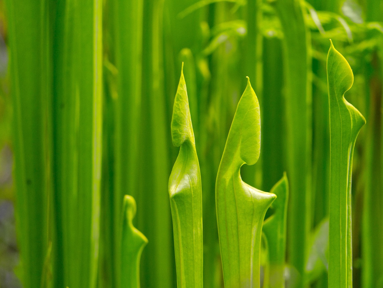 Sarracénie Pourpre Plante - Photo gratuite sur Pixabay - Pixabay