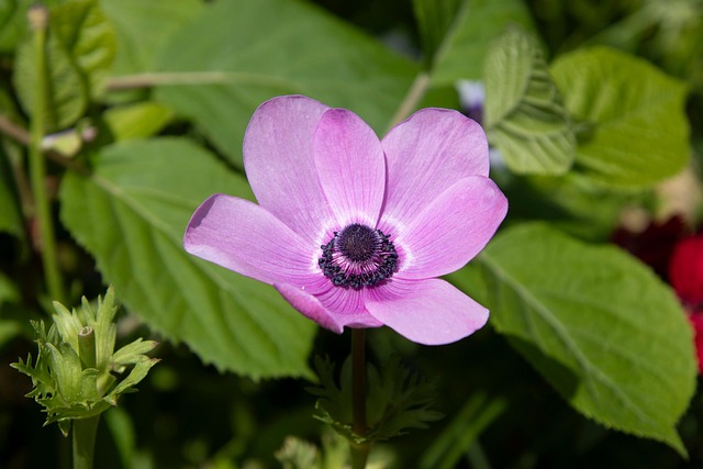 Poppy Anemone Flower - Free photo on Pixabay - Pixabay