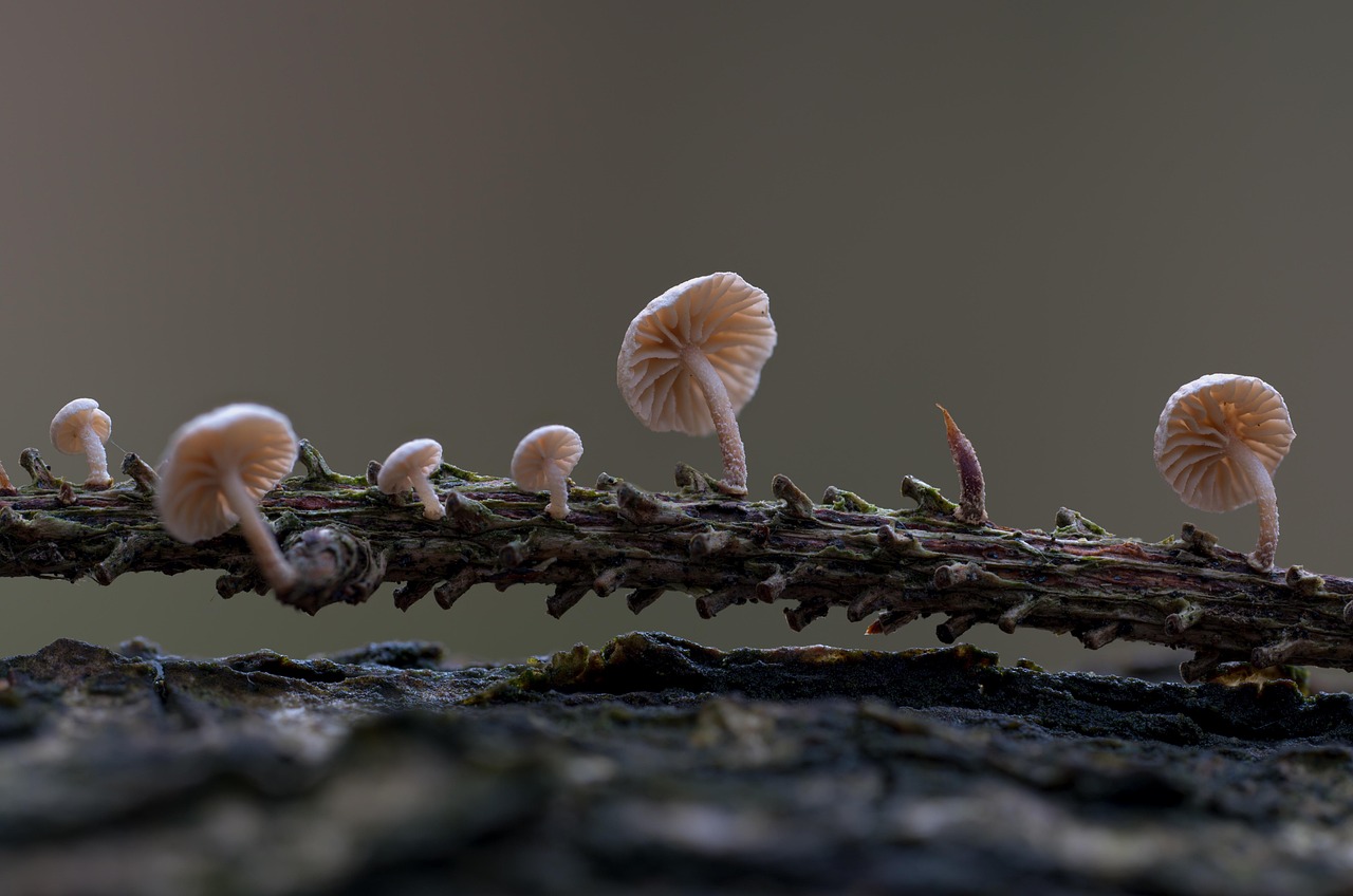 Mushrooms Fungi Nature Close - Free photo on Pixabay - Pixabay