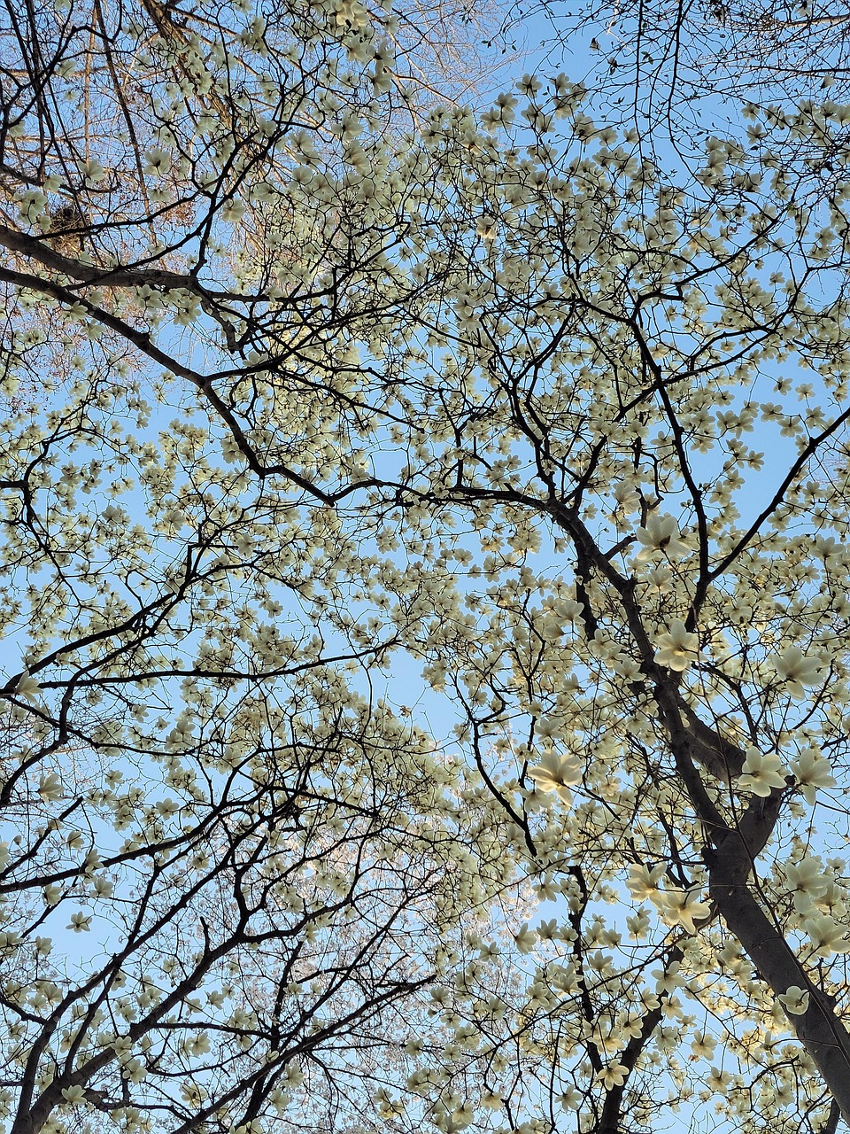 Royal Magnolia - Free photo on Pixabay