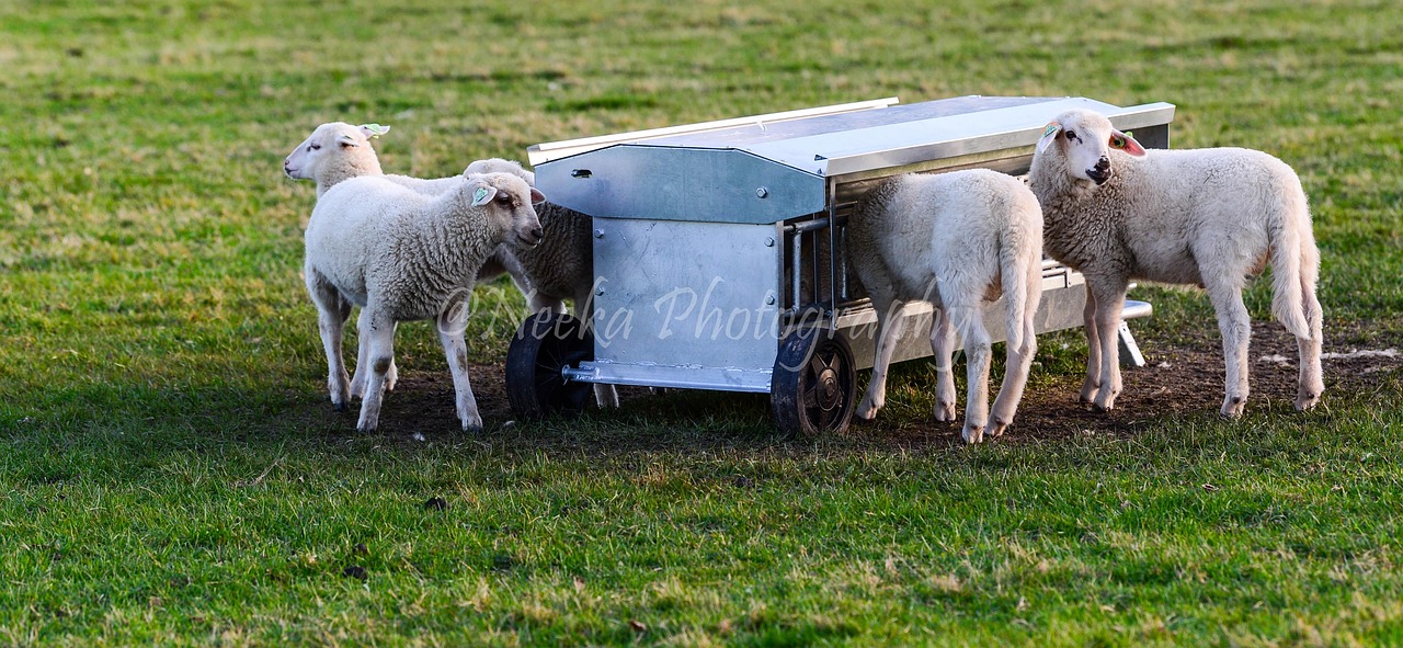 Lamb Lambs Animal - Free photo on Pixabay