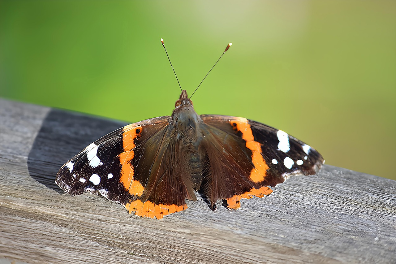 Butterfly Brown Bear Insect - Free photo on Pixabay - Pixabay