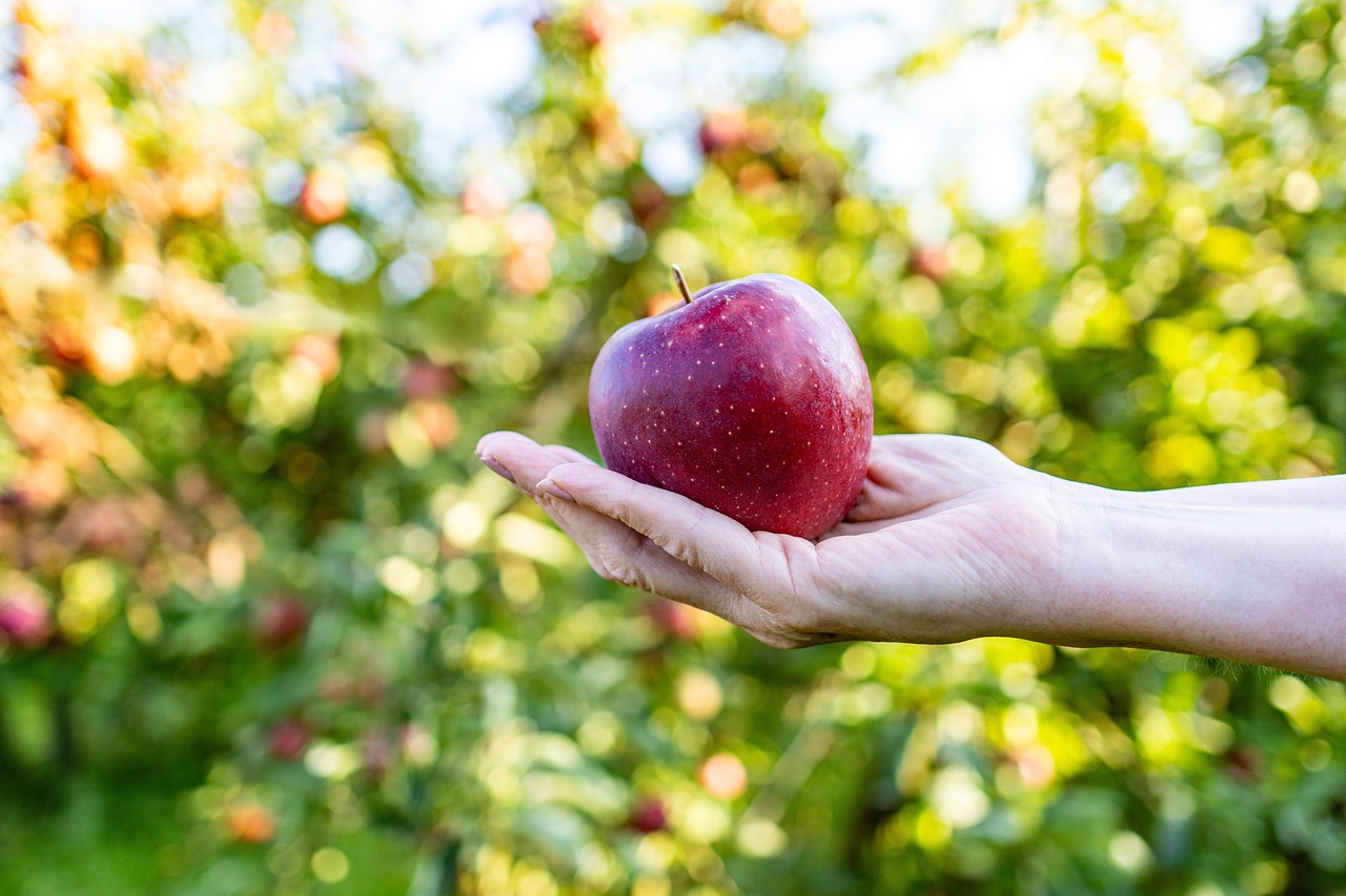 Apple Hand Trees - Kostenloses Foto auf Pixabay - Pixabay