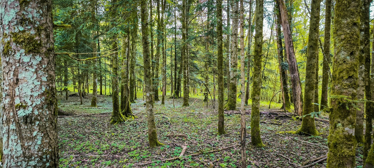 Forest Nature Flora - Free photo on Pixabay - Pixabay
