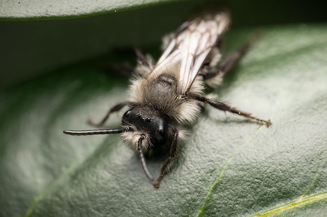 Willow Sand Bee Insect Close - Free photo on Pixabay - Pixabay