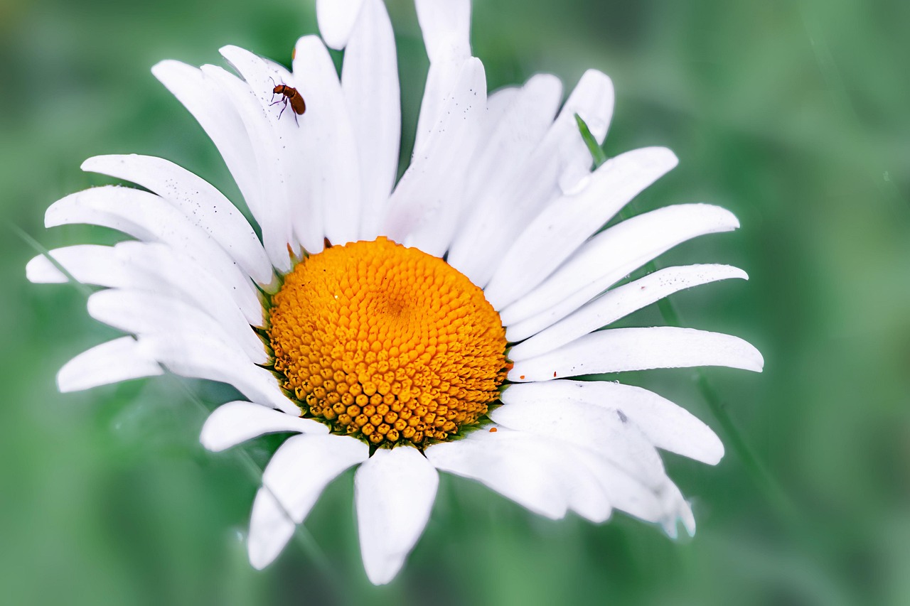 Bunga Chamomile Alam - Foto gratis di Pixabay - Pixabay