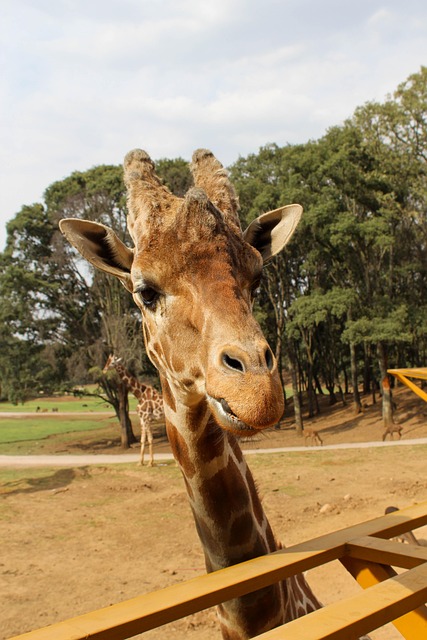 Giraffe Natur Tier - Kostenloses Foto auf Pixabay