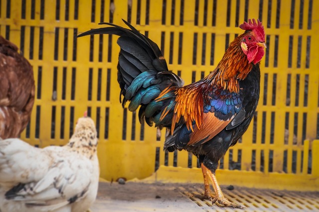 100+ Free Gallo & Nature Images - Pixabay