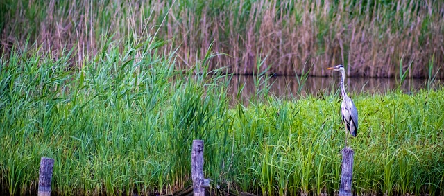 Bird Reed Spring - Free photo on Pixabay - Pixabay