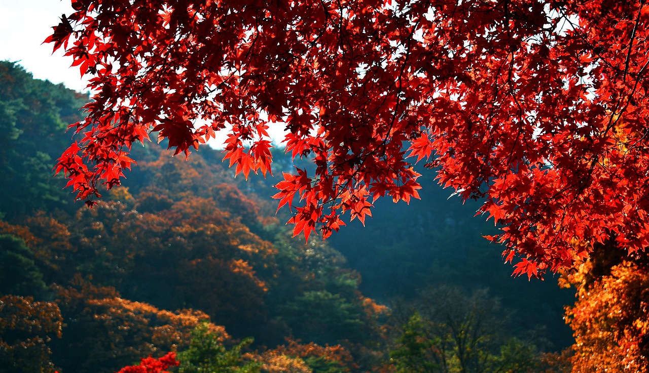 Autumn Leaves Landscape - Free photo on Pixabay - Pixabay